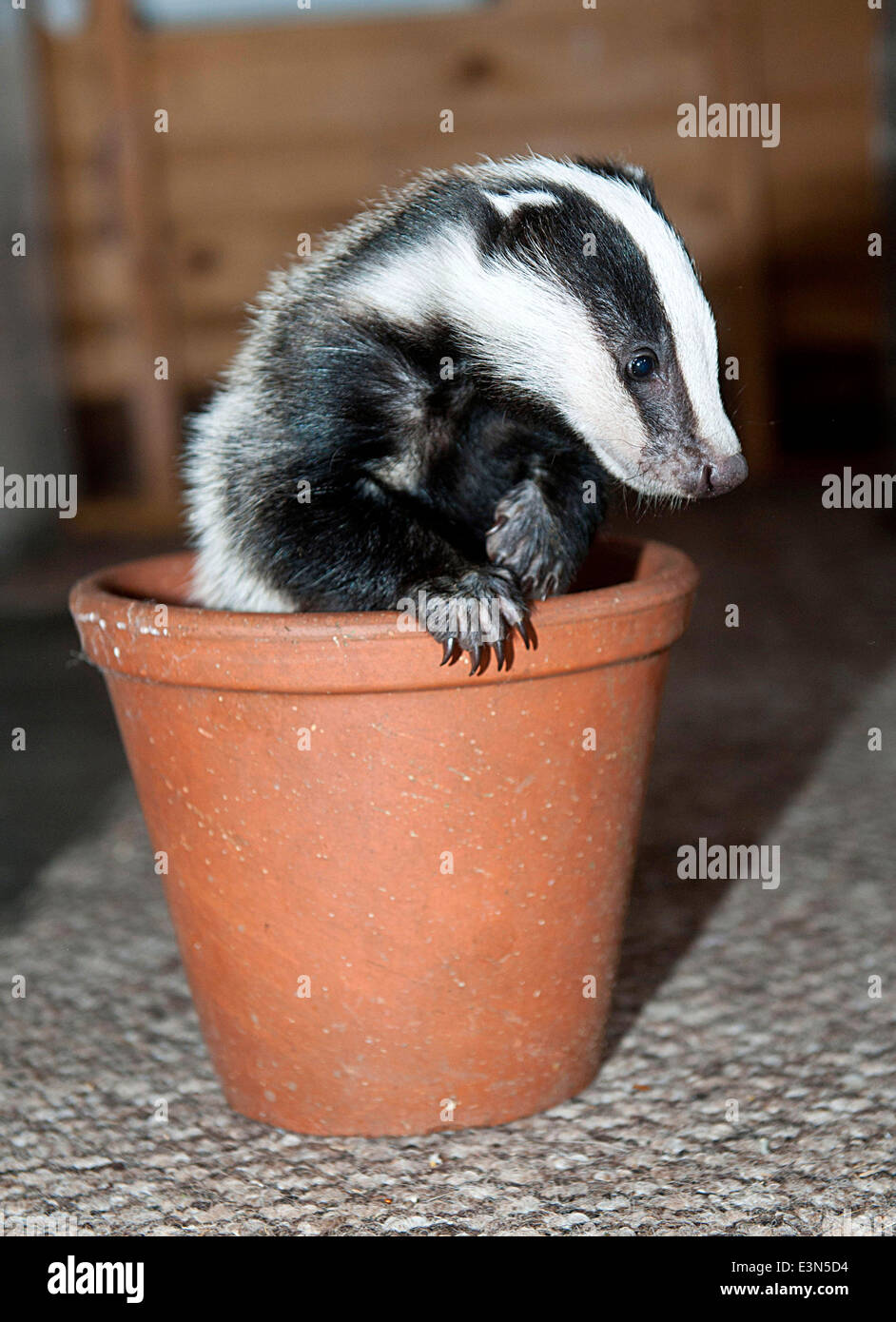Funny badger hi-res stock photography and images - Alamy