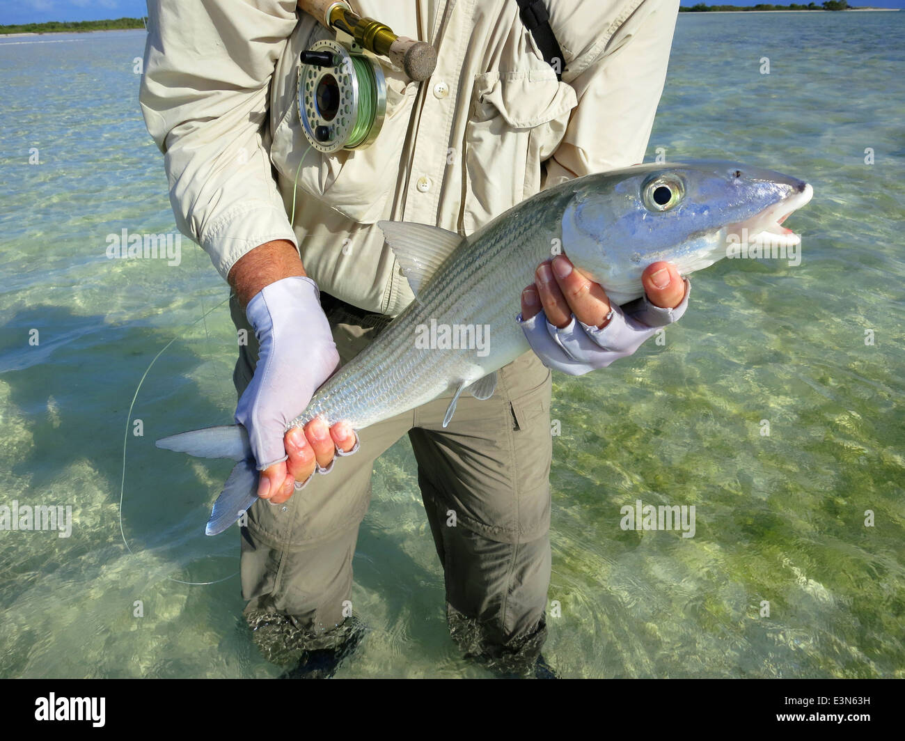Saltwater fly fishing for bonefish in the islands of the Bahamas Stock ...