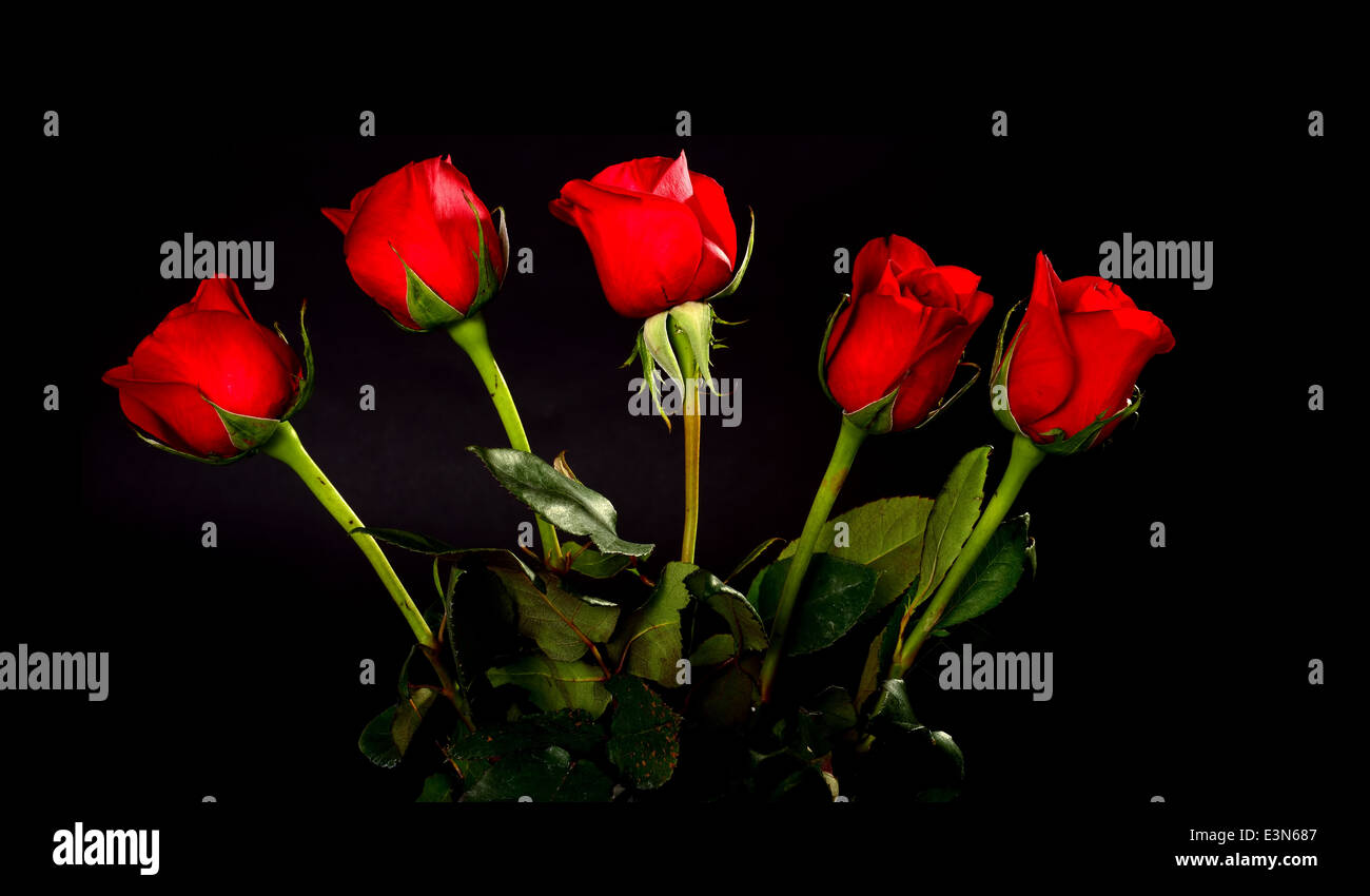 Five Red roses isolated over a black background Stock Photo - Alamy