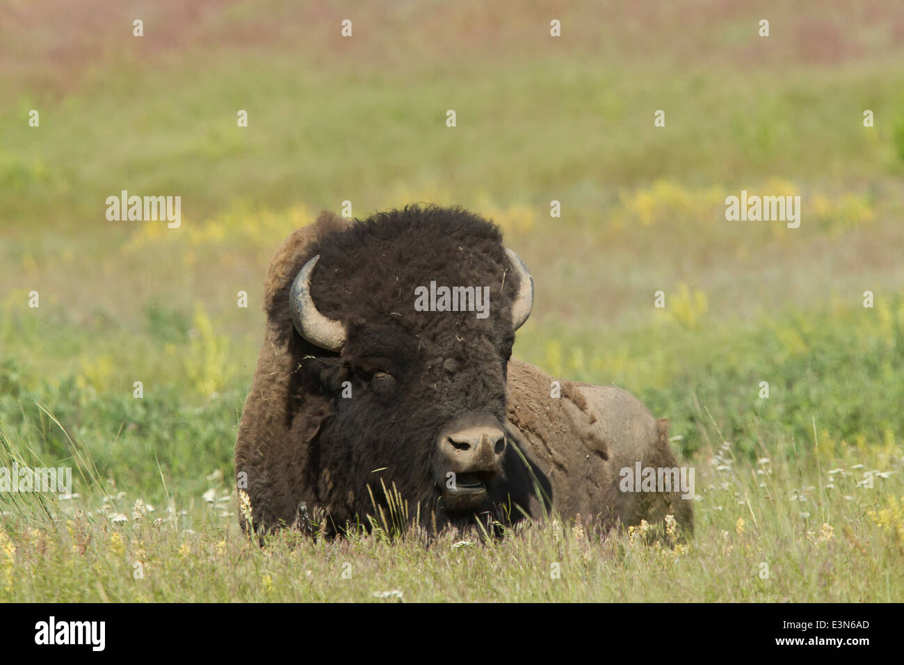 Large Bison in meadow Stock Photo - Alamy