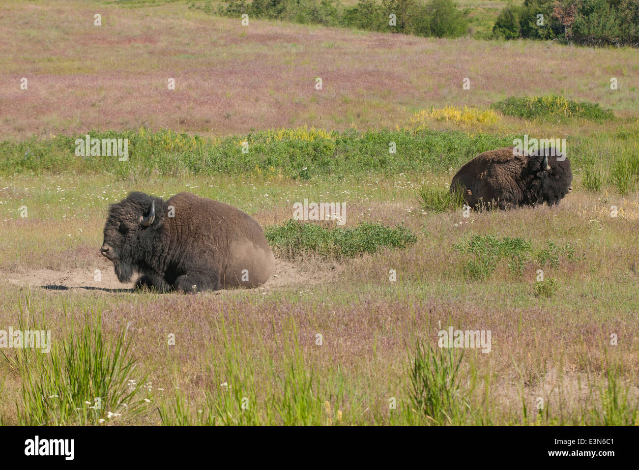 Two bison laying down Stock Photo - Alamy