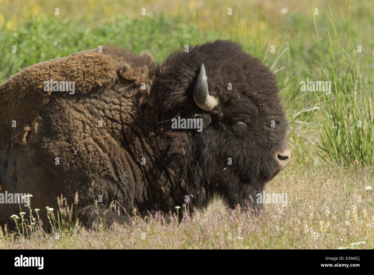 Bison up close Stock Photo - Alamy
