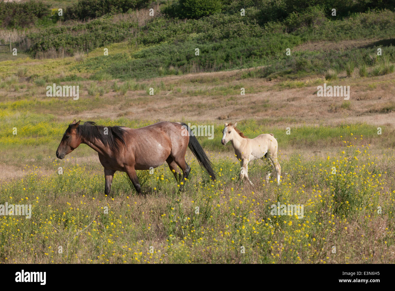 Mother and colt Stock Photo - Alamy