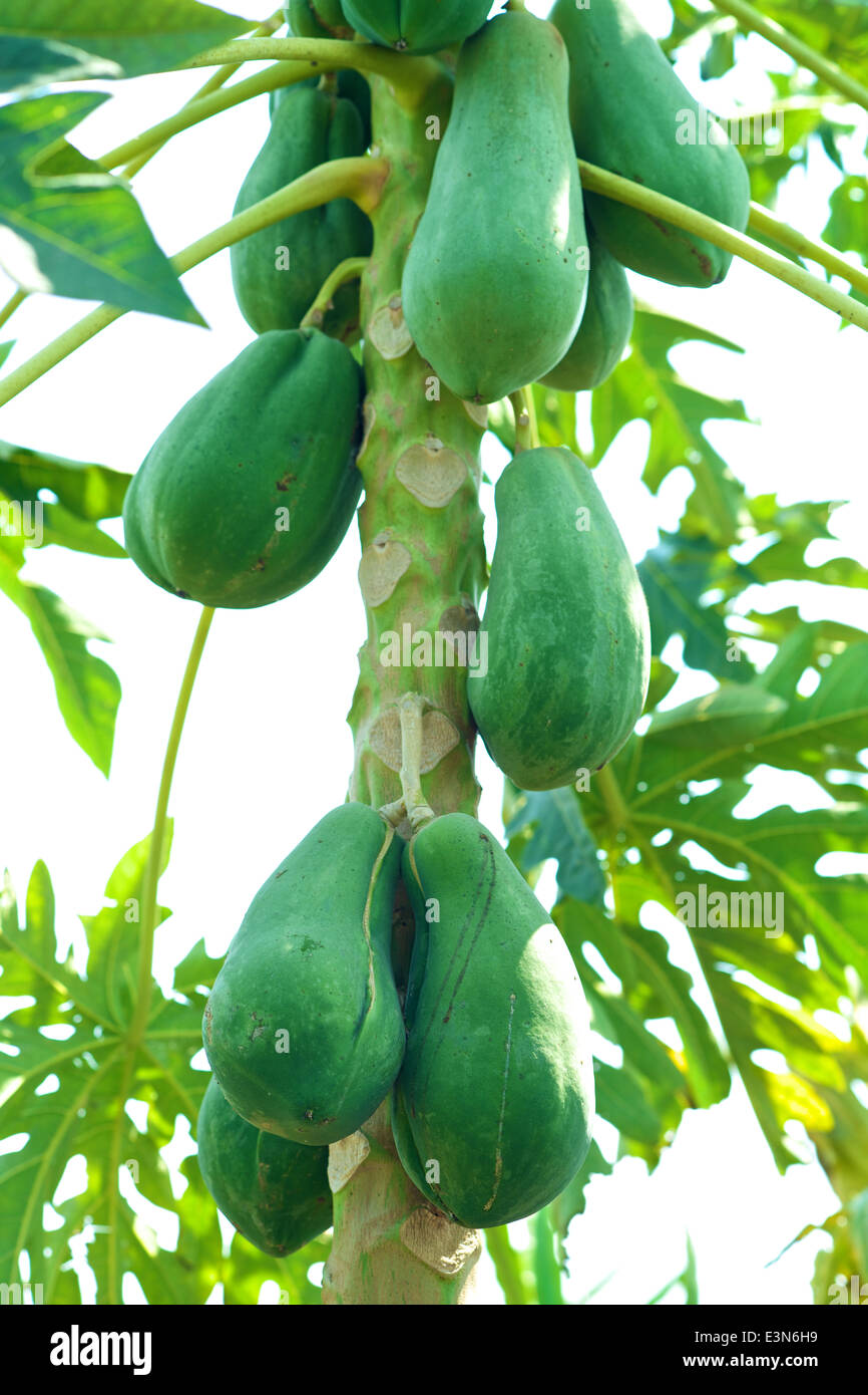 Growing Papaya Tree fruit in tropical Vietnam Stock Photo - Alamy