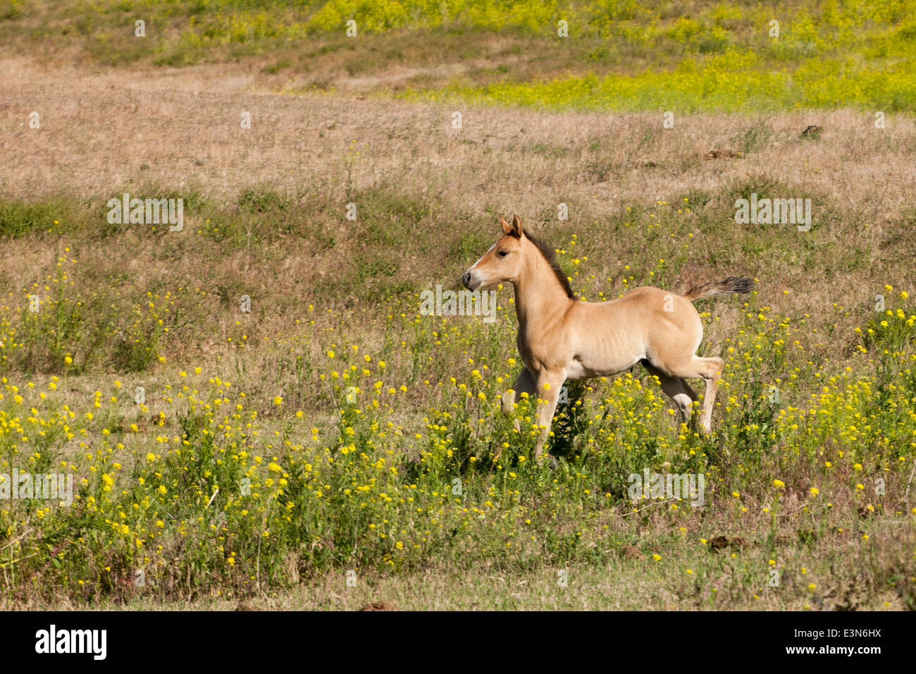 Colt in field Stock Photo - Alamy