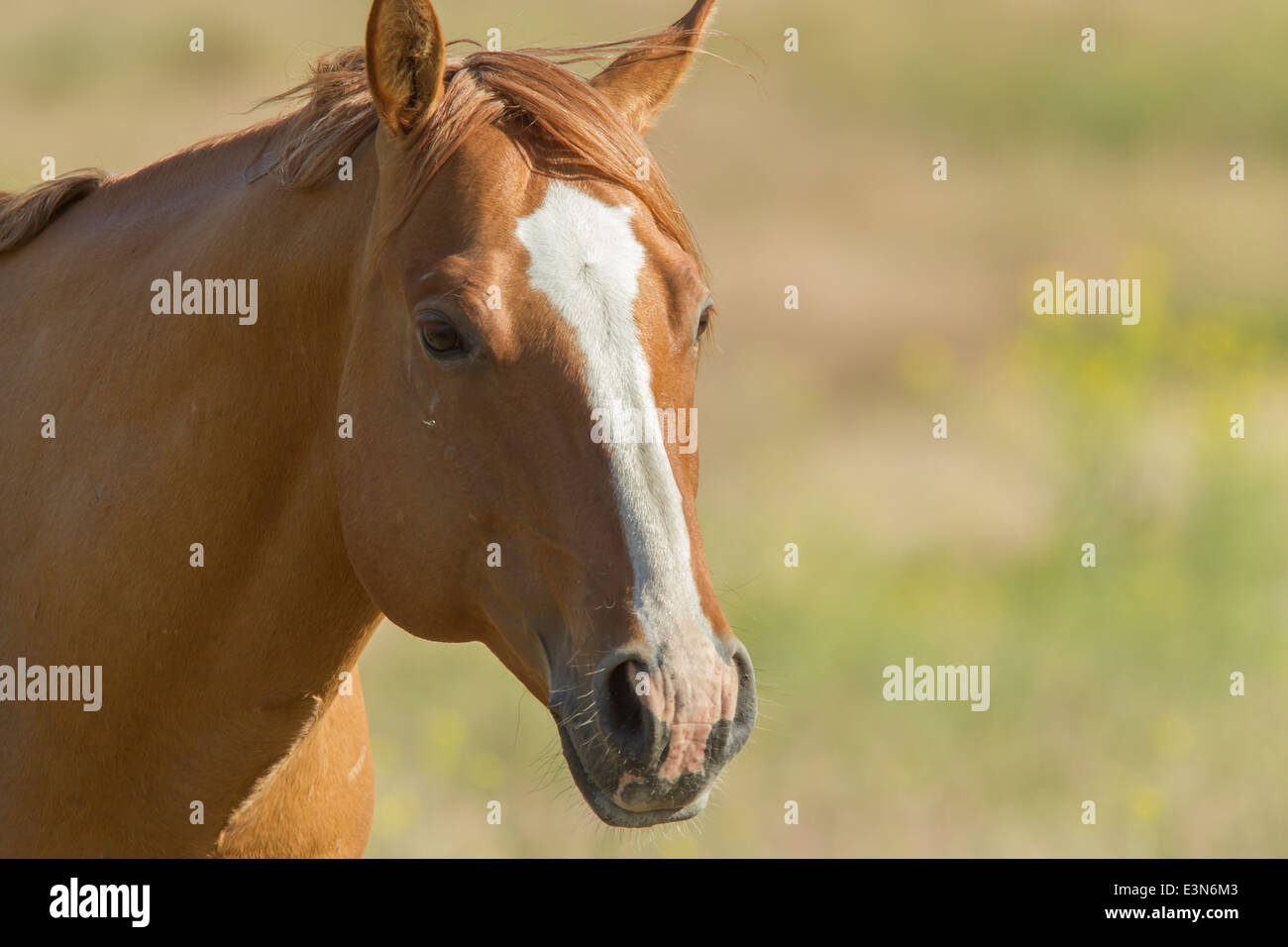 Portrait of a horse Stock Photo - Alamy
