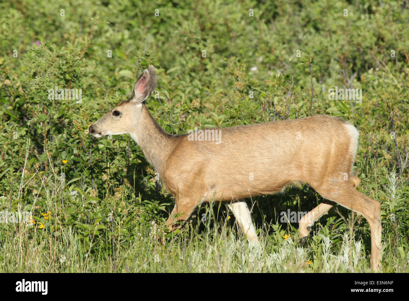 Deer walking in grass Stock Photo - Alamy