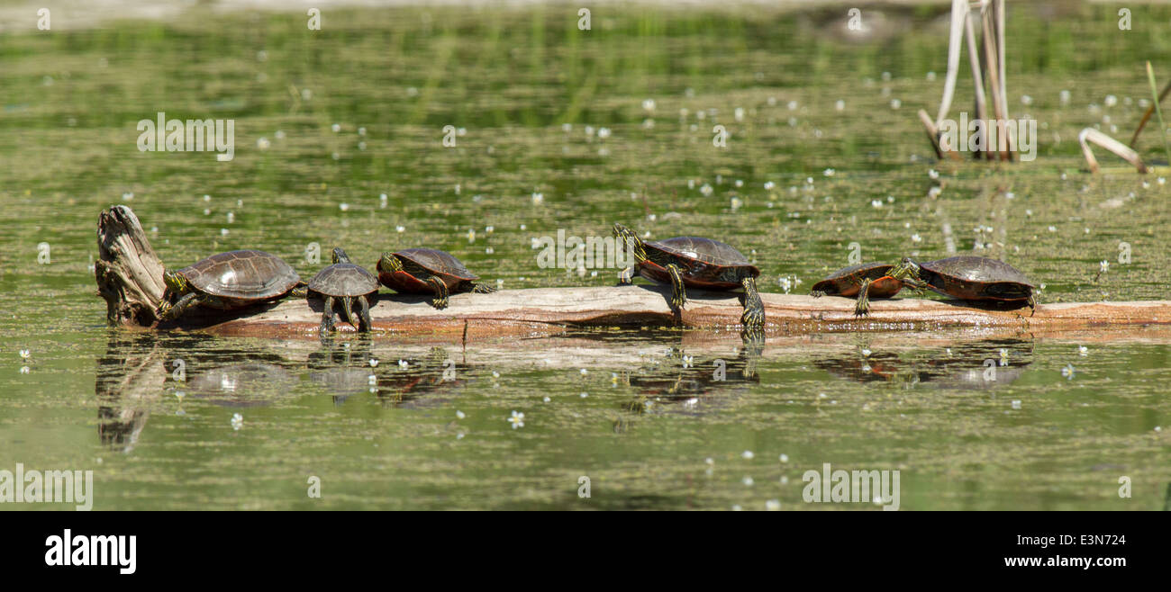 Turtles on a log hi-res stock photography and images - Alamy