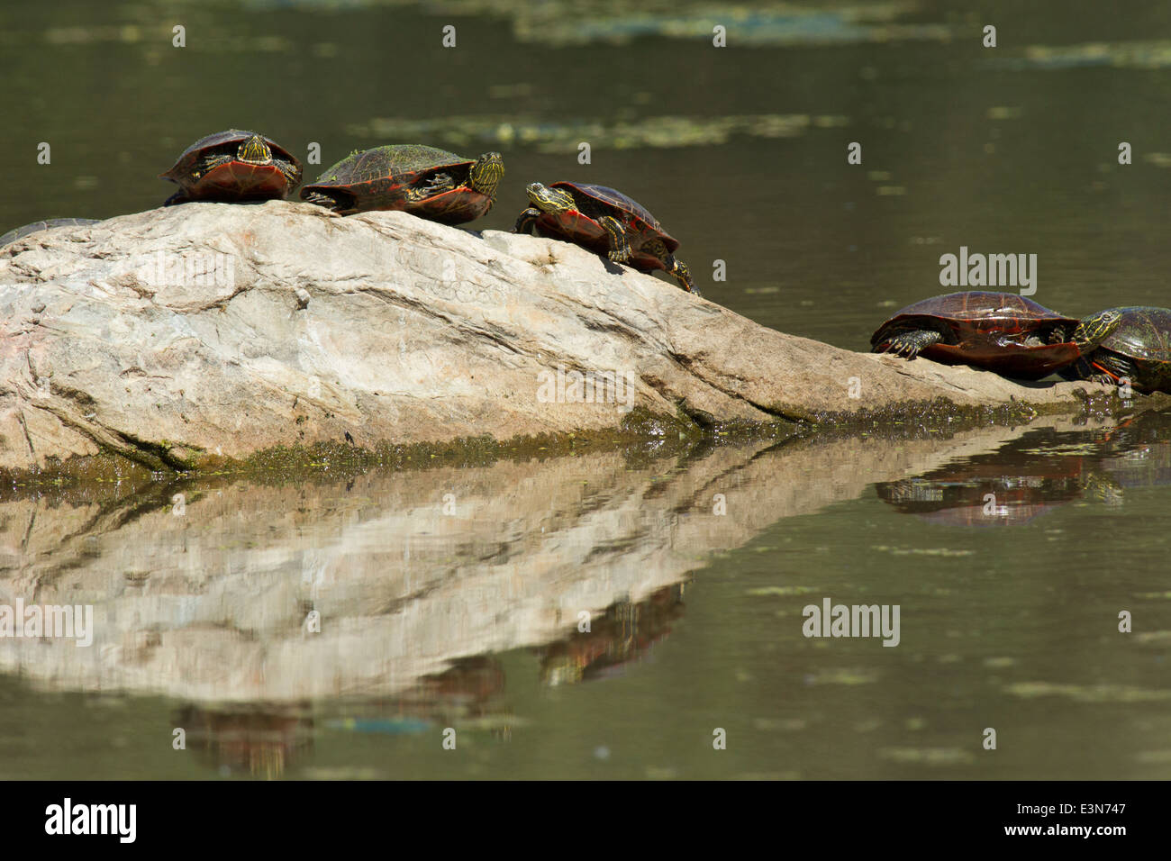 Several painted turtles Stock Photo - Alamy