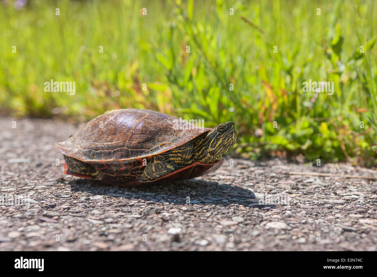 Turtle path hi-res stock photography and images - Alamy