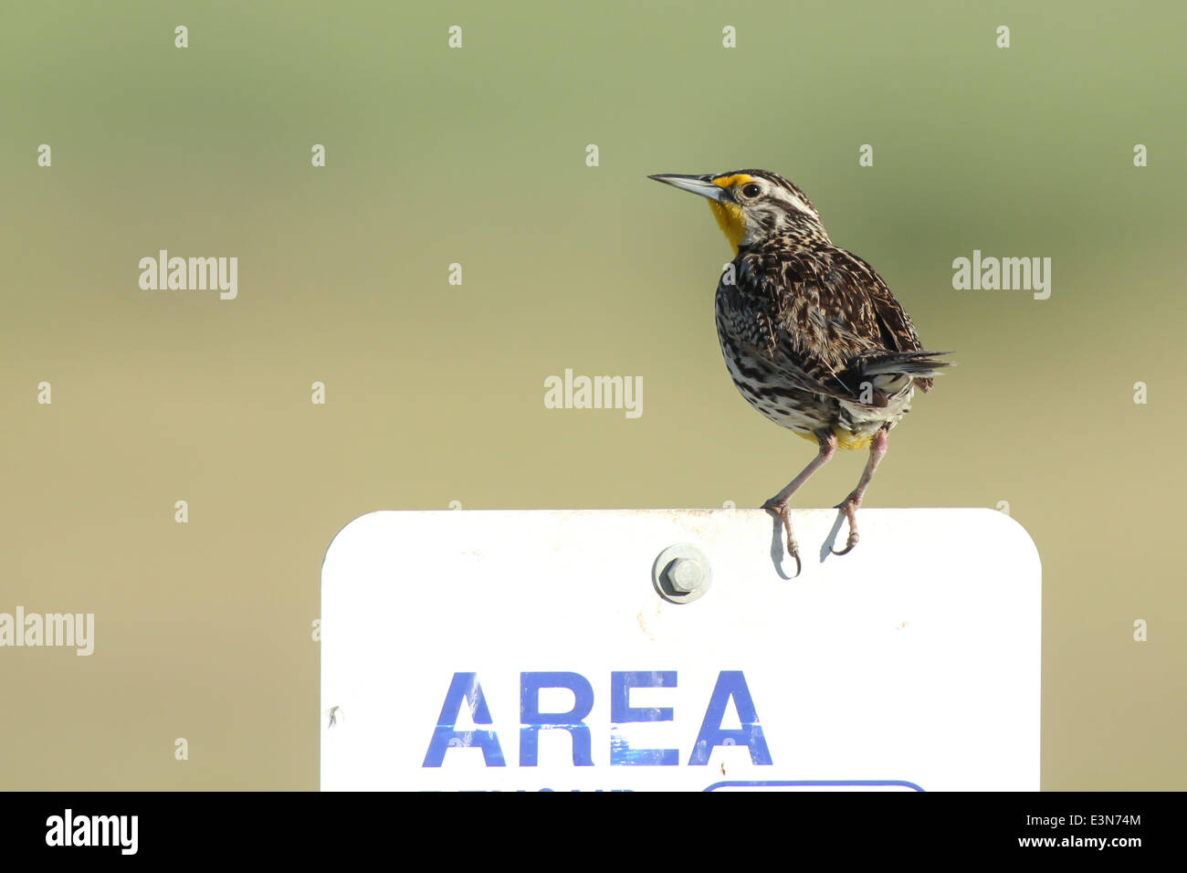Meadowlark on sign Stock Photo - Alamy