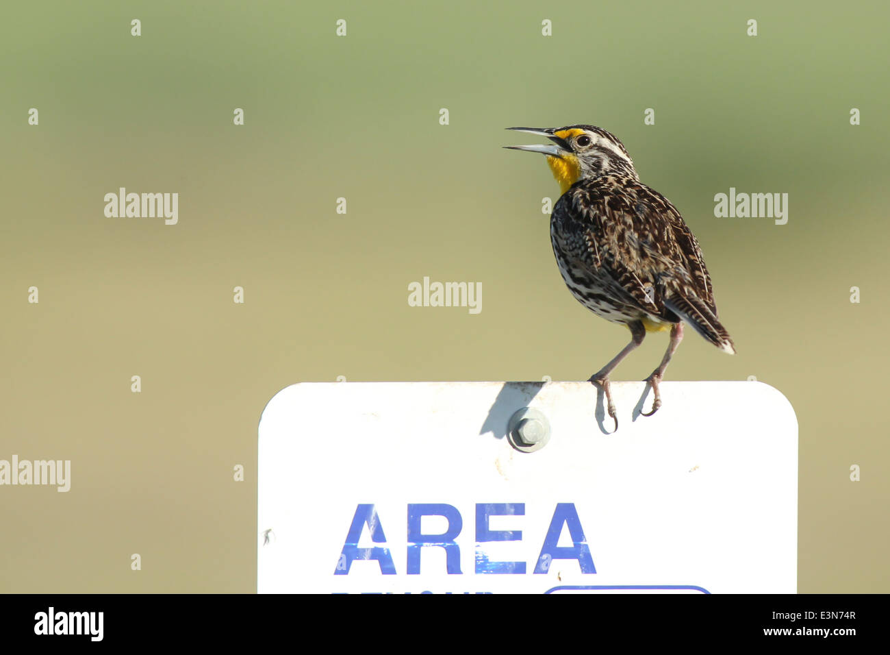 Montana western meadowlark hi-res stock photography and images - Alamy