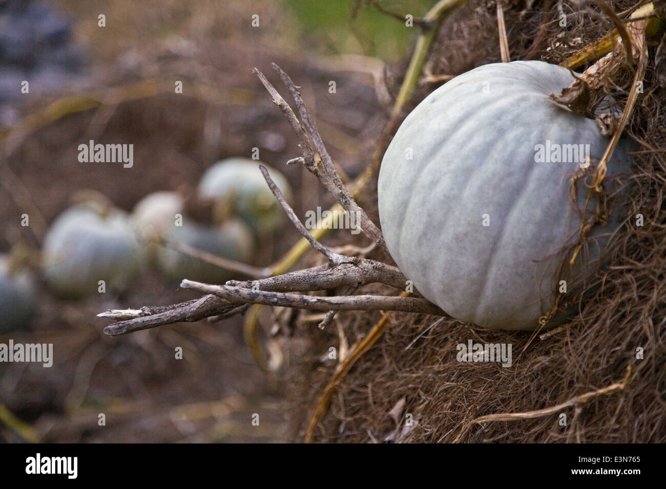 Native SQUASH ripen on the vine in the village of BIHI - AROUND MANASLU ...