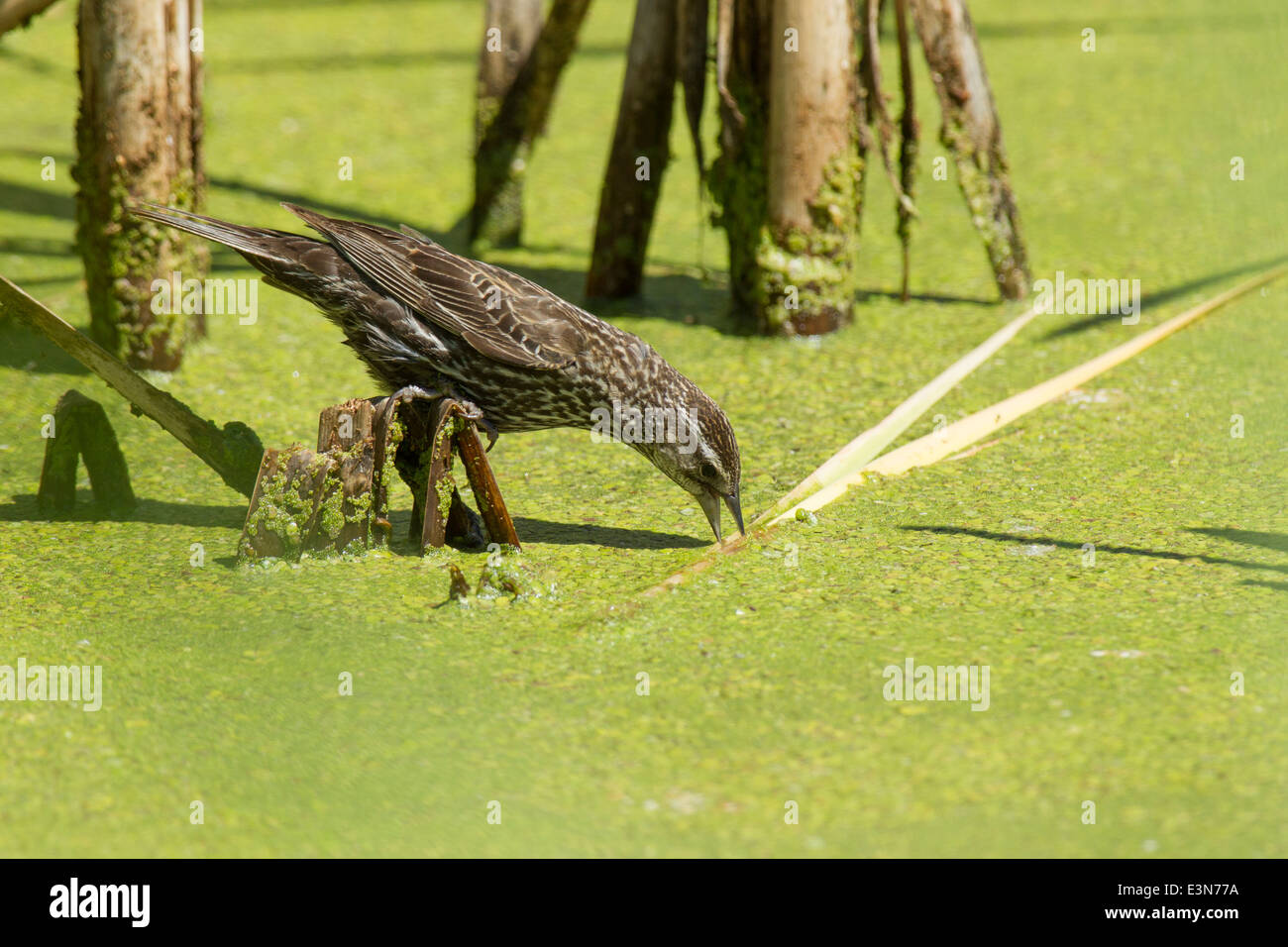 Bird drinks from swamp water Stock Photo - Alamy