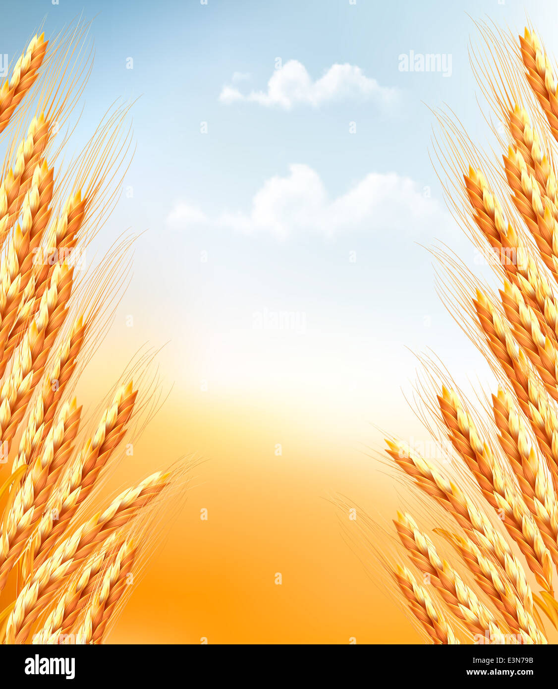 Ears of wheat background. Vector Stock Photo - Alamy Ears of wheat background. Vector Stock Photo - Alamy