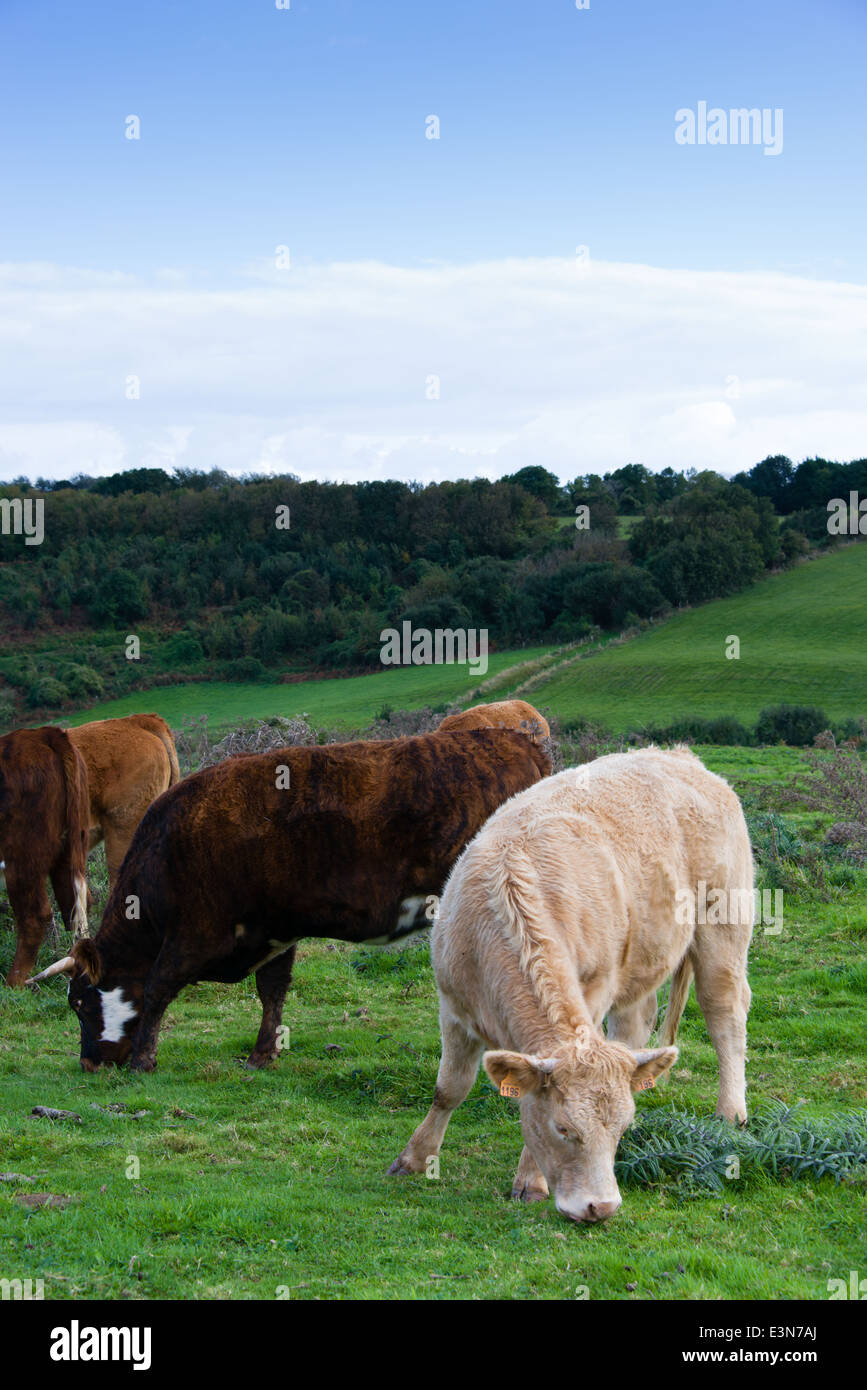 France cattle normandy hi-res stock photography and images - Alamy