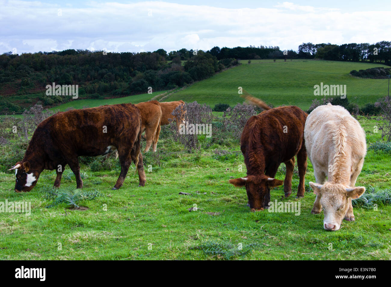 France Cattle Normandy High Resolution Stock Photography and Images - Alamy