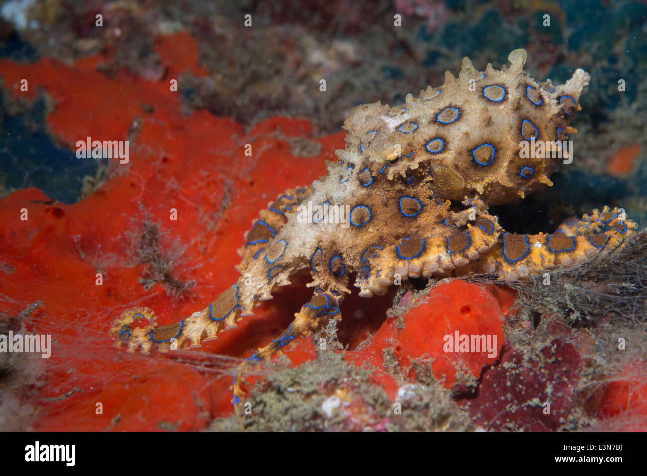 A very poisonous Blue Ring Octopus from Bali, Indonesia Stock Photo - Alamy