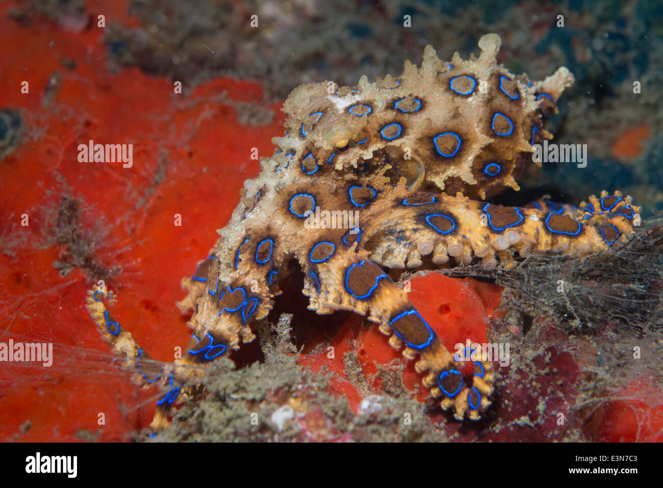 A very poisonous Blue Ring Octopus from Bali, Indonesia Stock Photo - Alamy