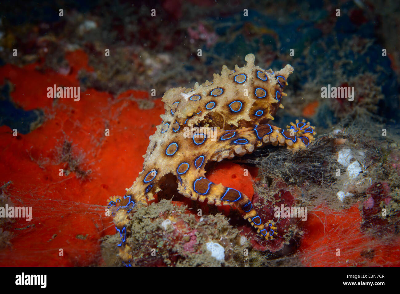 A very poisonous Blue Ring Octopus from Bali, Indonesia Stock Photo - Alamy