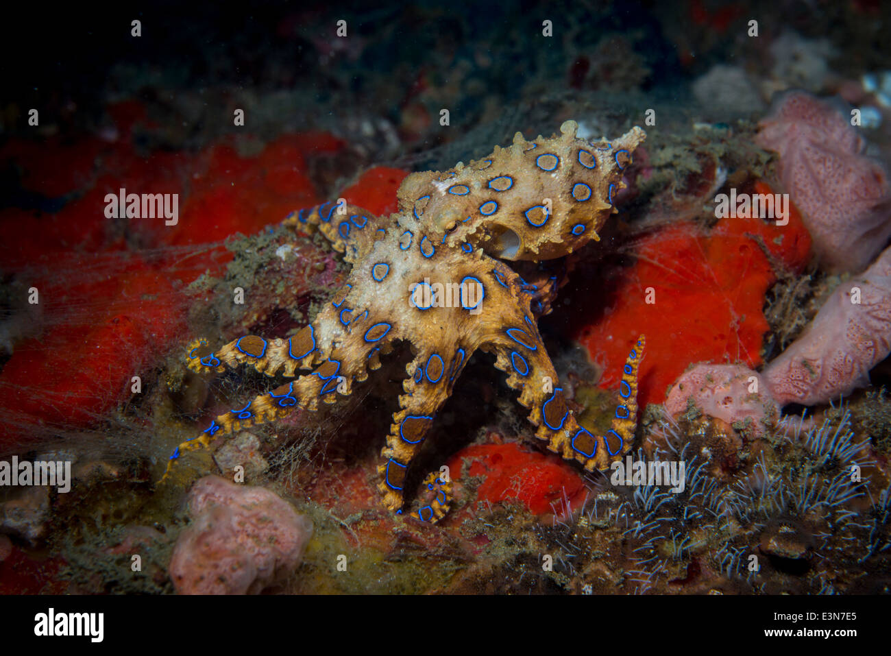 A very poisonous Blue Ring Octopus from Bali, Indonesia Stock Photo - Alamy