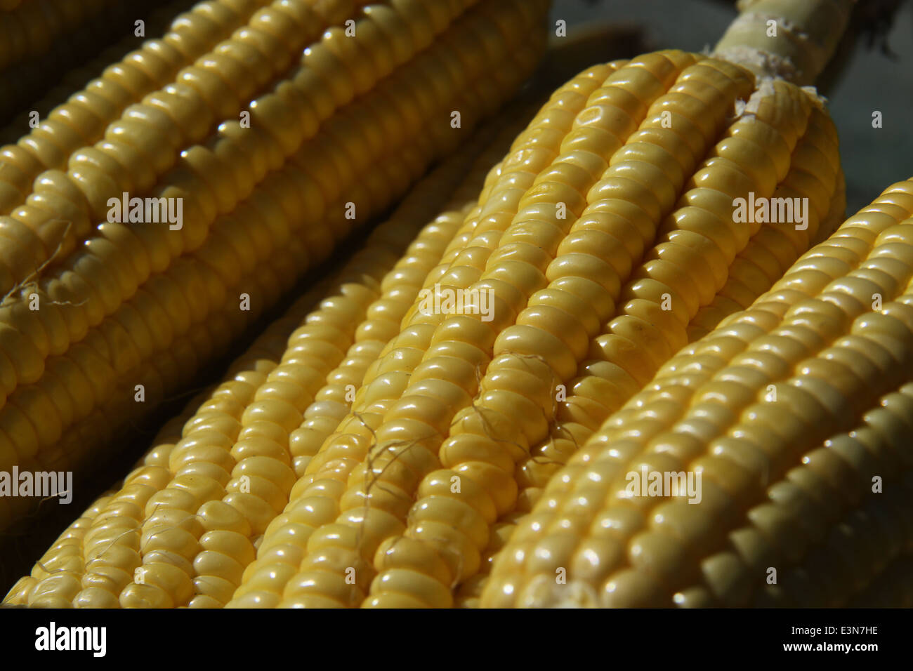 Maize - corn Stock Photo - Alamy