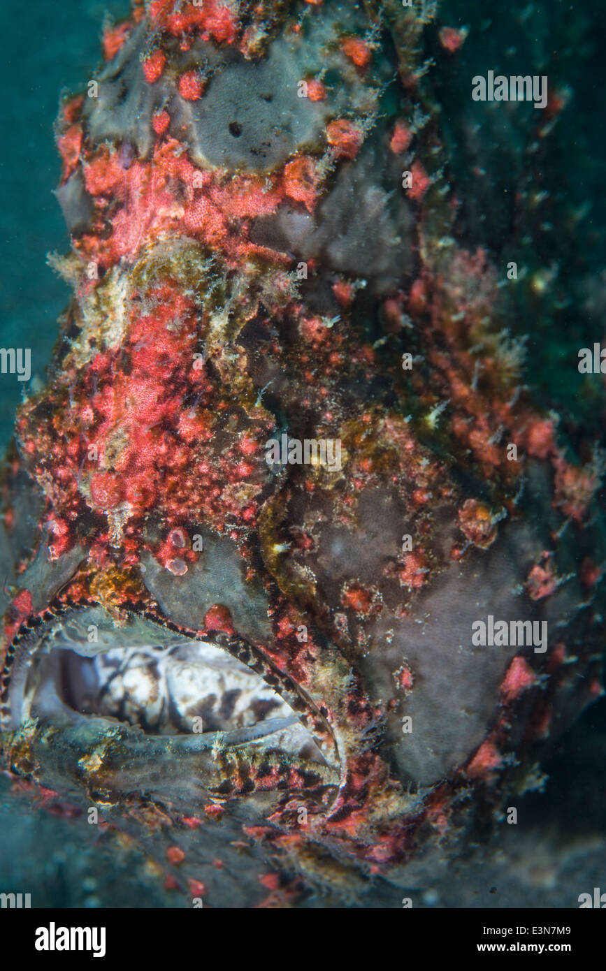 A Frogfish also known as Angler. This particular specimen was seen in ...