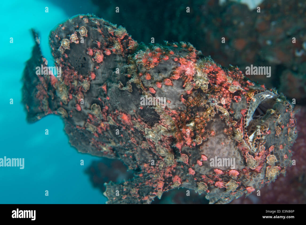 A Frogfish also known as Angler. This particular specimen was seen in ...