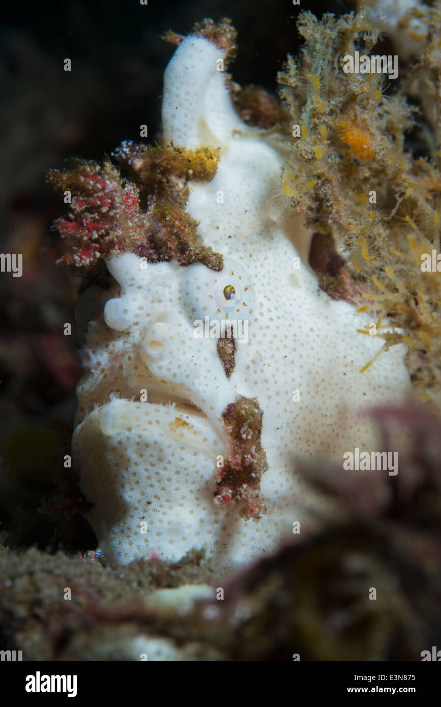A Frogfish also known as Angler. This particular specimen was seen in ...