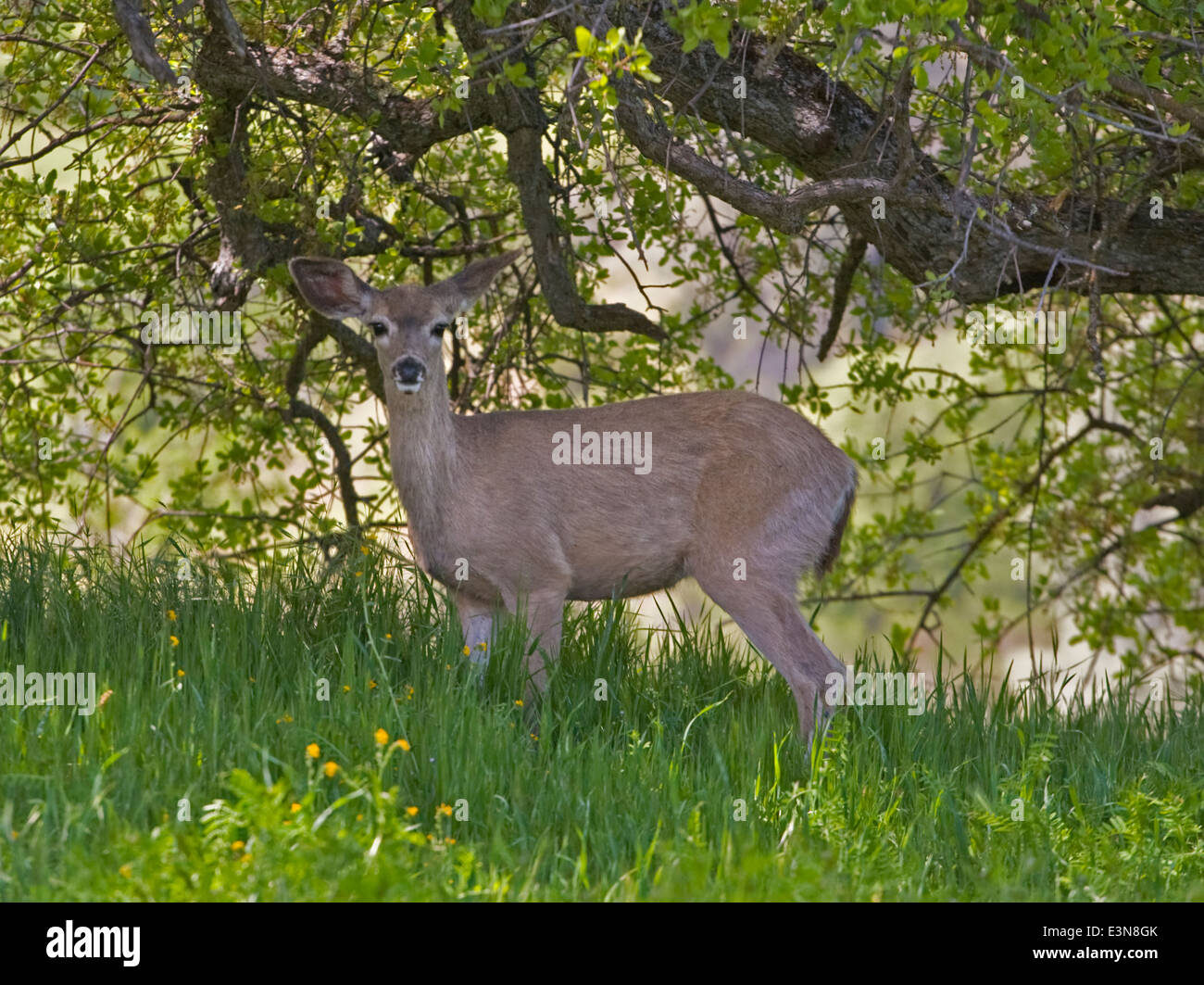 Coastal Range Animals