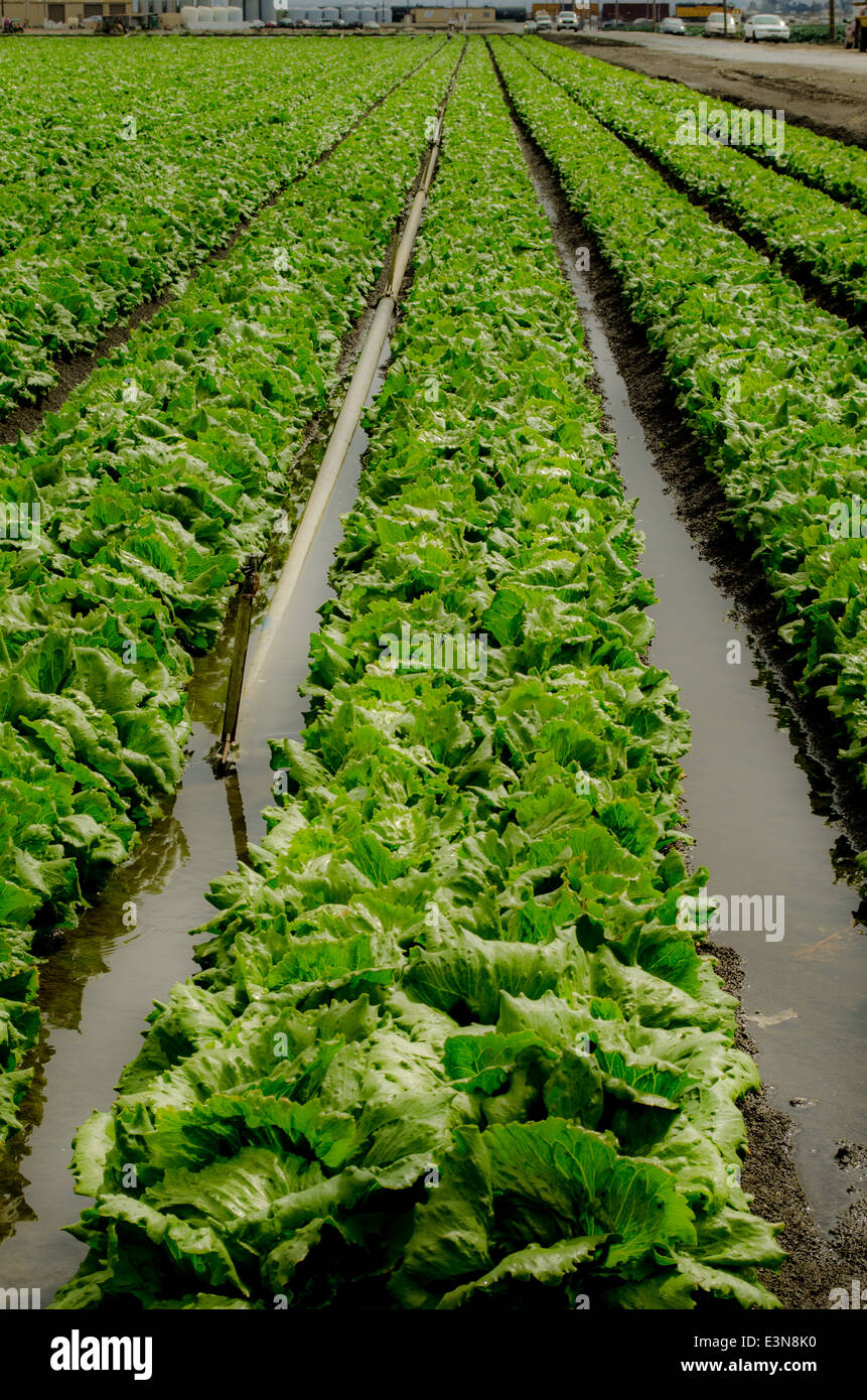 irrigating a lettuce field near Castroville, California Stock Photo - Alamy