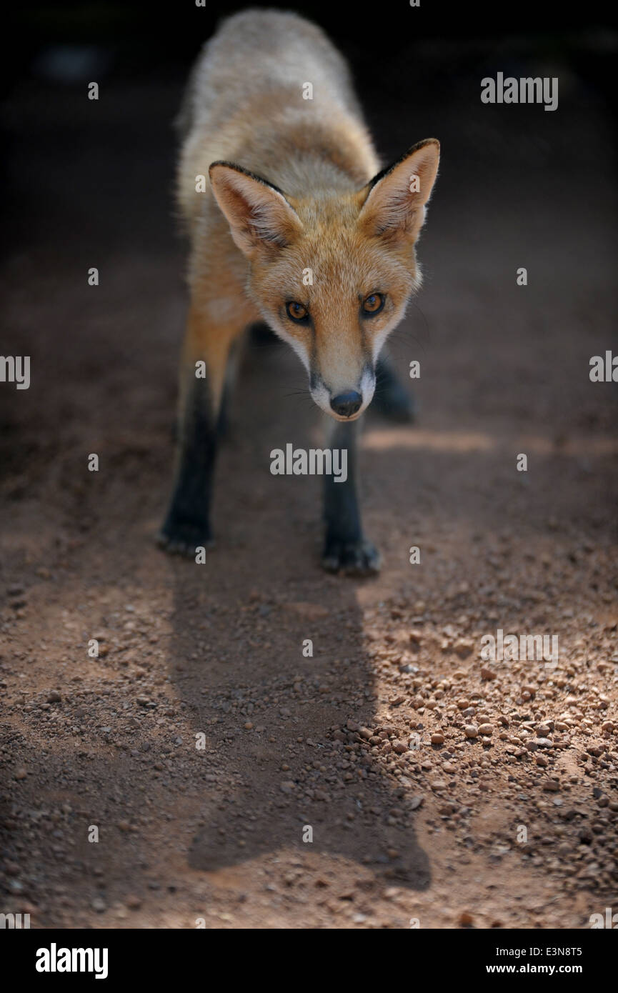Vulpes vulpes etna fox hi-res stock photography and images - Alamy