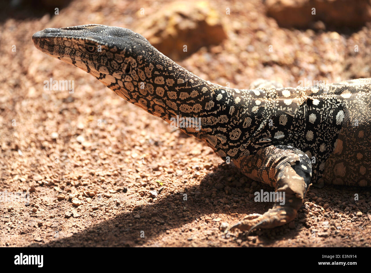 A close up shot of an Australian Goanna Stock Photo - Alamy