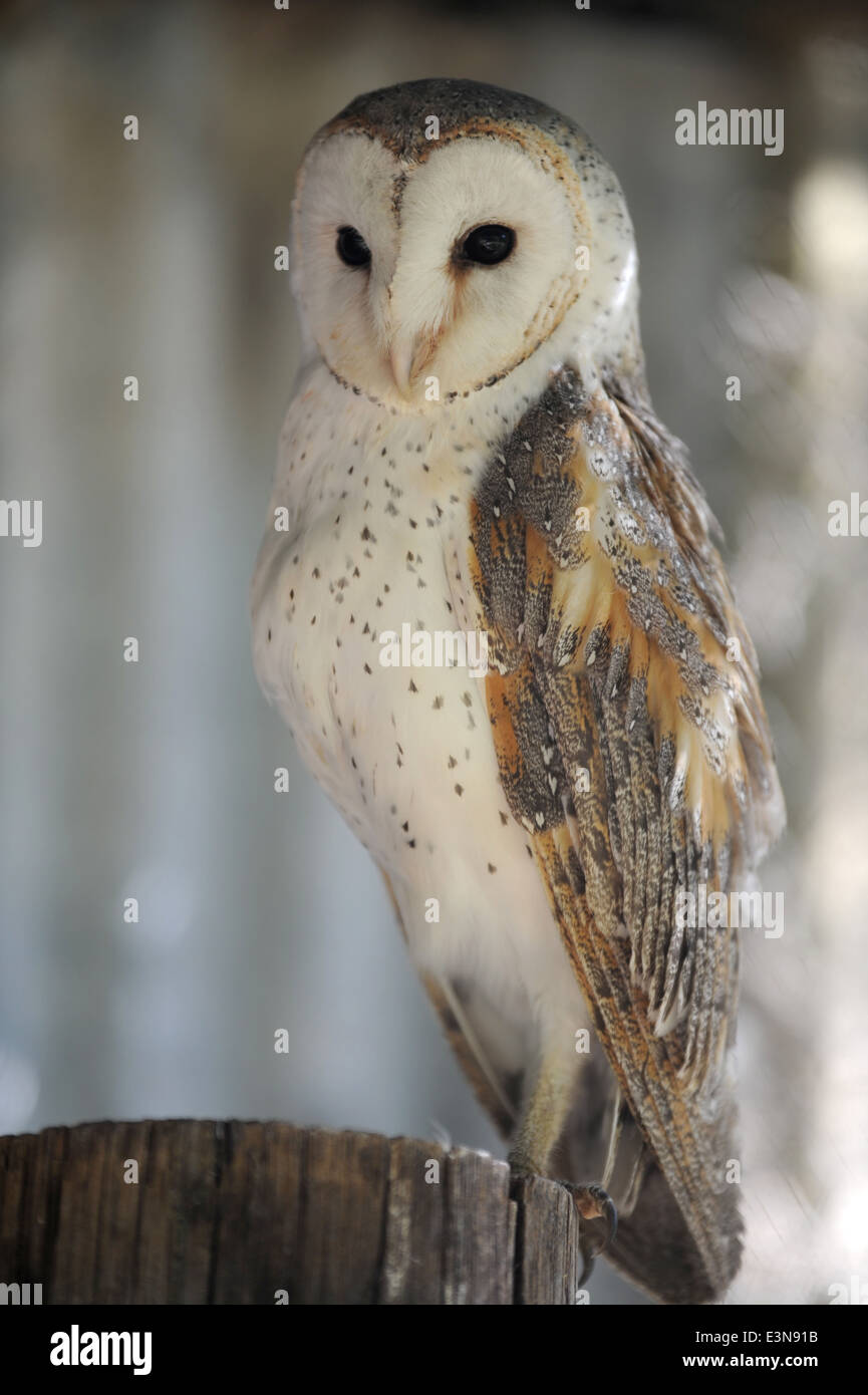 A close up shot of a Barn Owl Stock Photo - Alamy