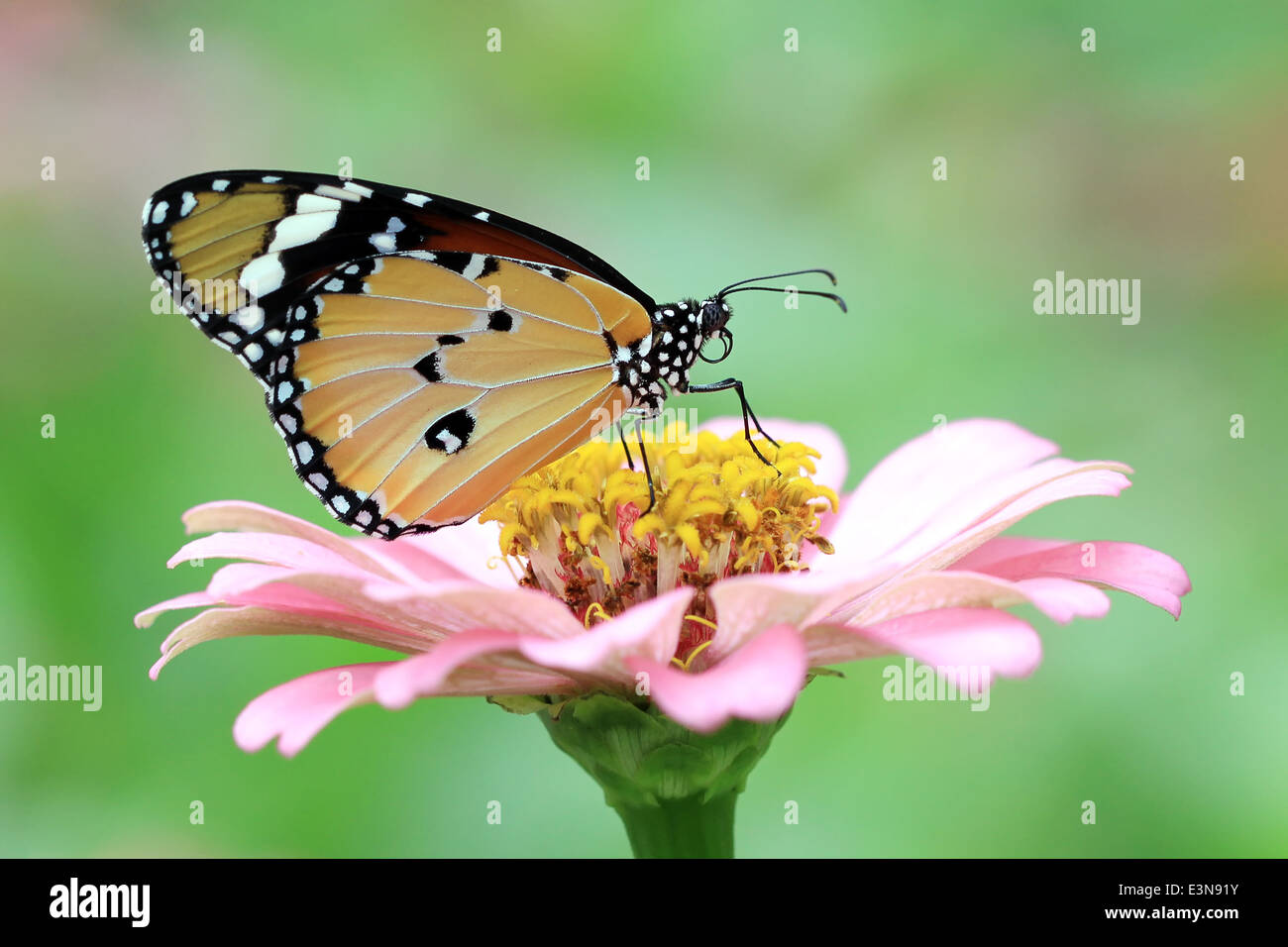 beautiful butterfly on the flower Stock Photo - Alamy