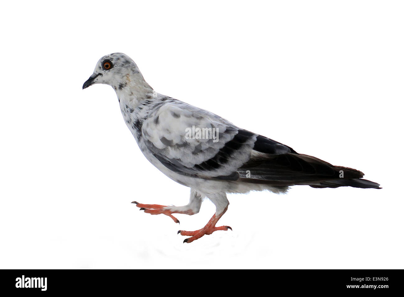 dove isolated on white background Stock Photo - Alamy