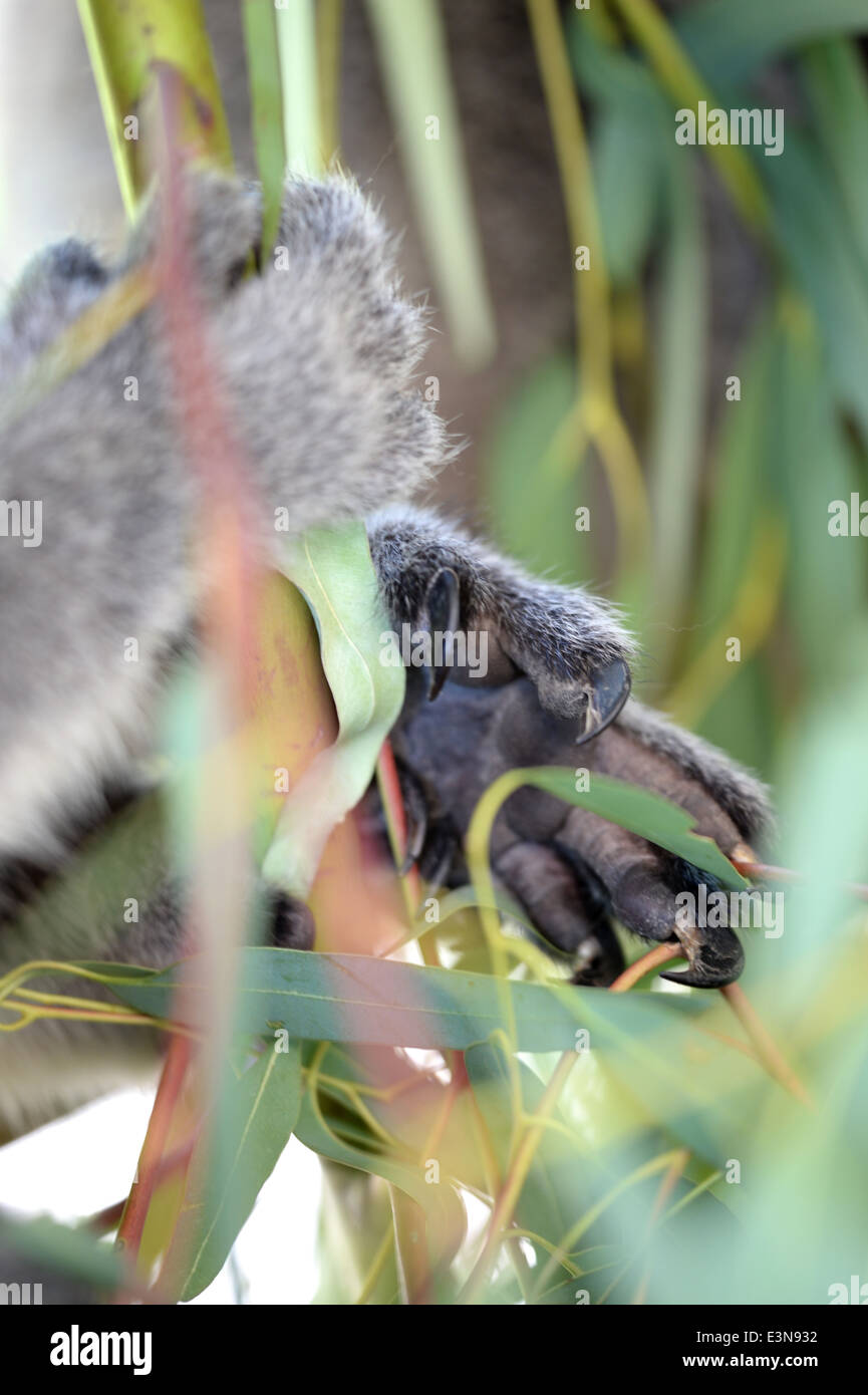 A close up shot of an Australian Koala Stock Photo - Alamy