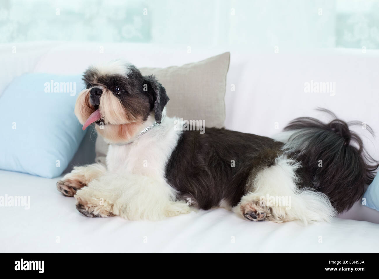 Shih tzu on lap hi-res stock photography and images - Alamy