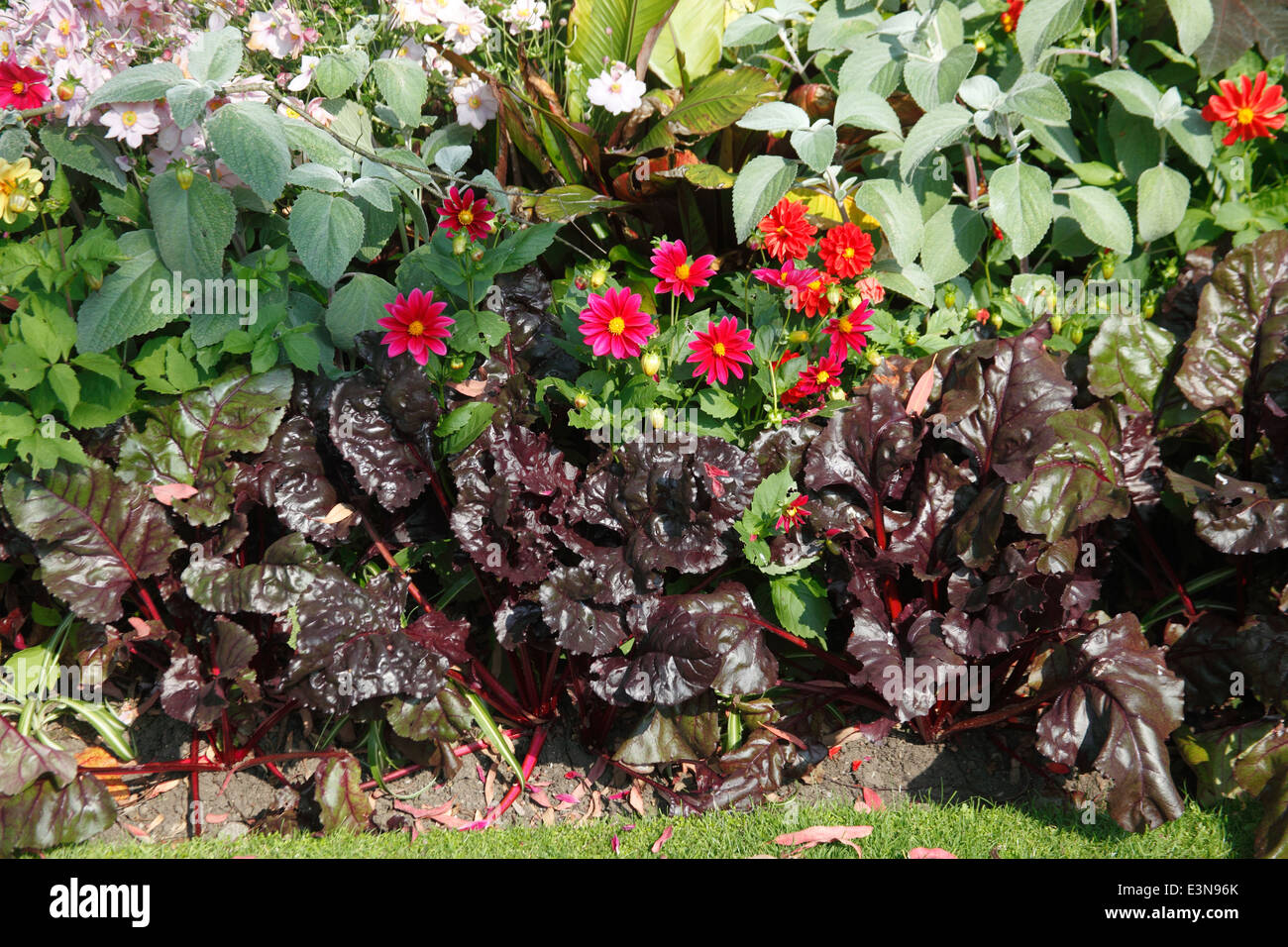 Beta vulgaris using beet to provide colour and contrast in a flower ...