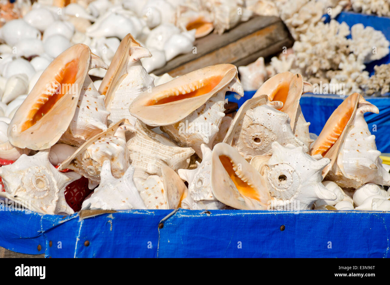 Sea shell market india hi-res stock photography and images - Alamy