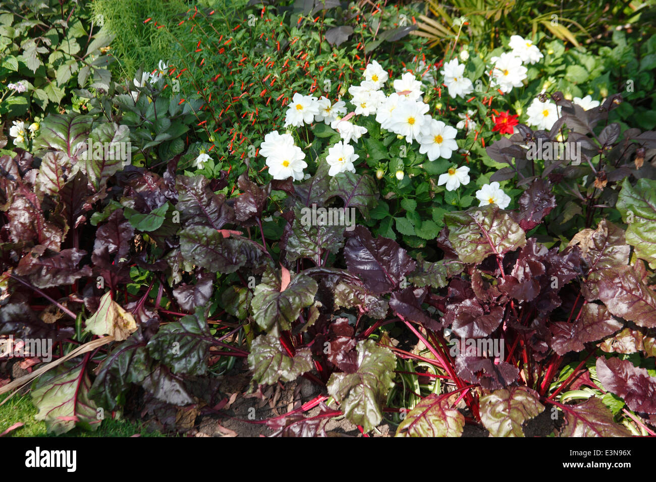 Beta vulgaris using beet to provide colour and texture in a flower ...