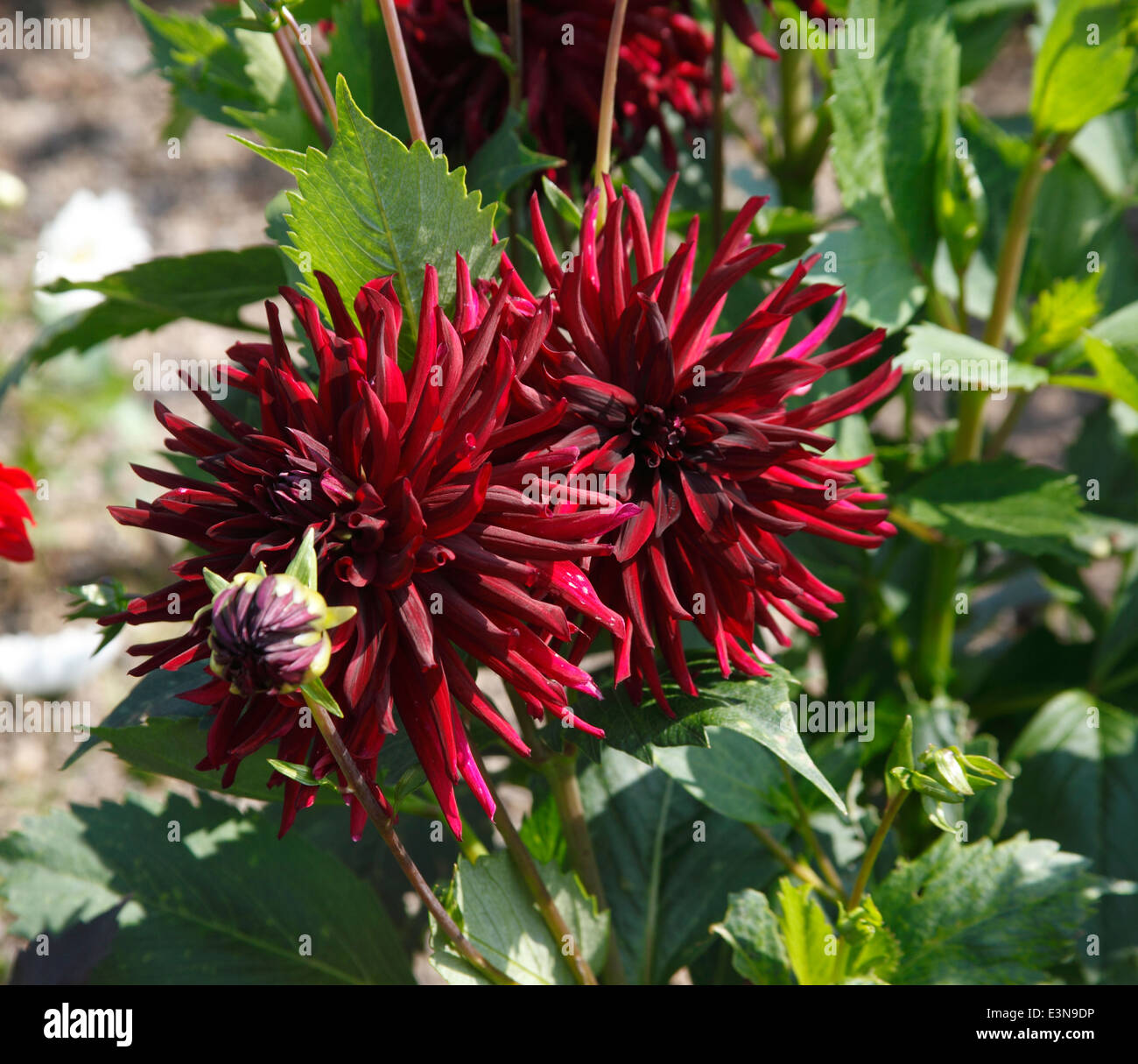 Dahlia 'Nuit D ete' plant in flower Stock Photo - Alamy