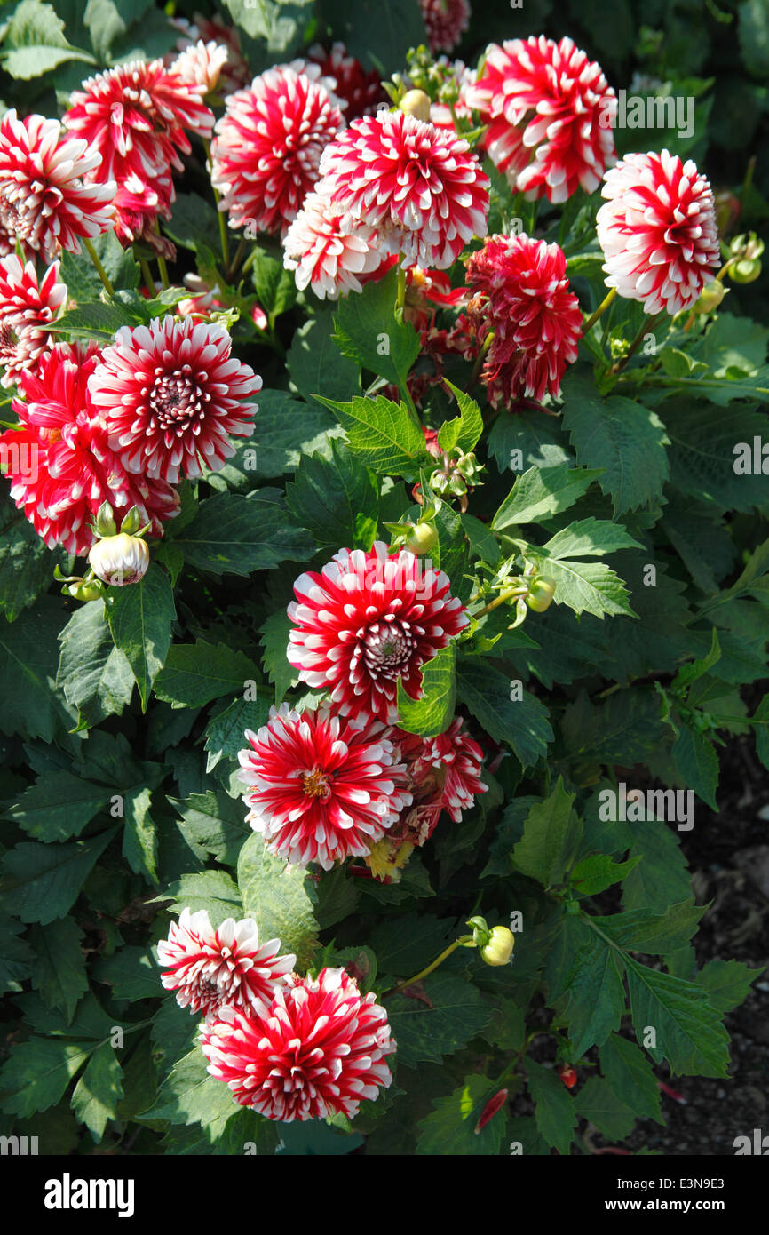 Dahlia 'Little William' plant in flower Stock Photo - Alamy