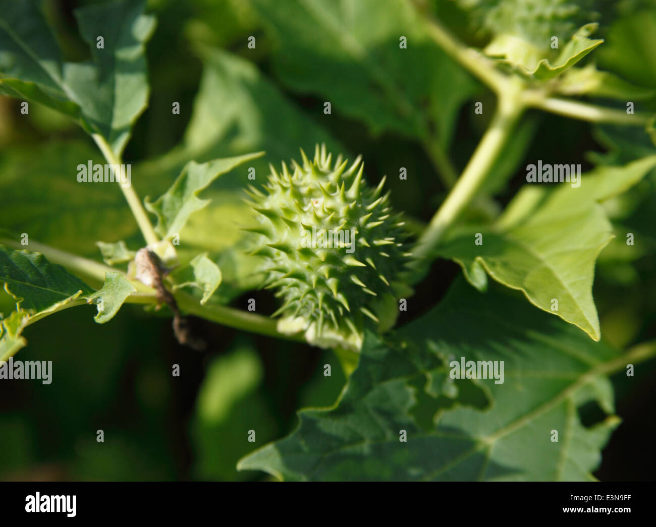 Thorn apple hi-res stock photography and images - Alamy