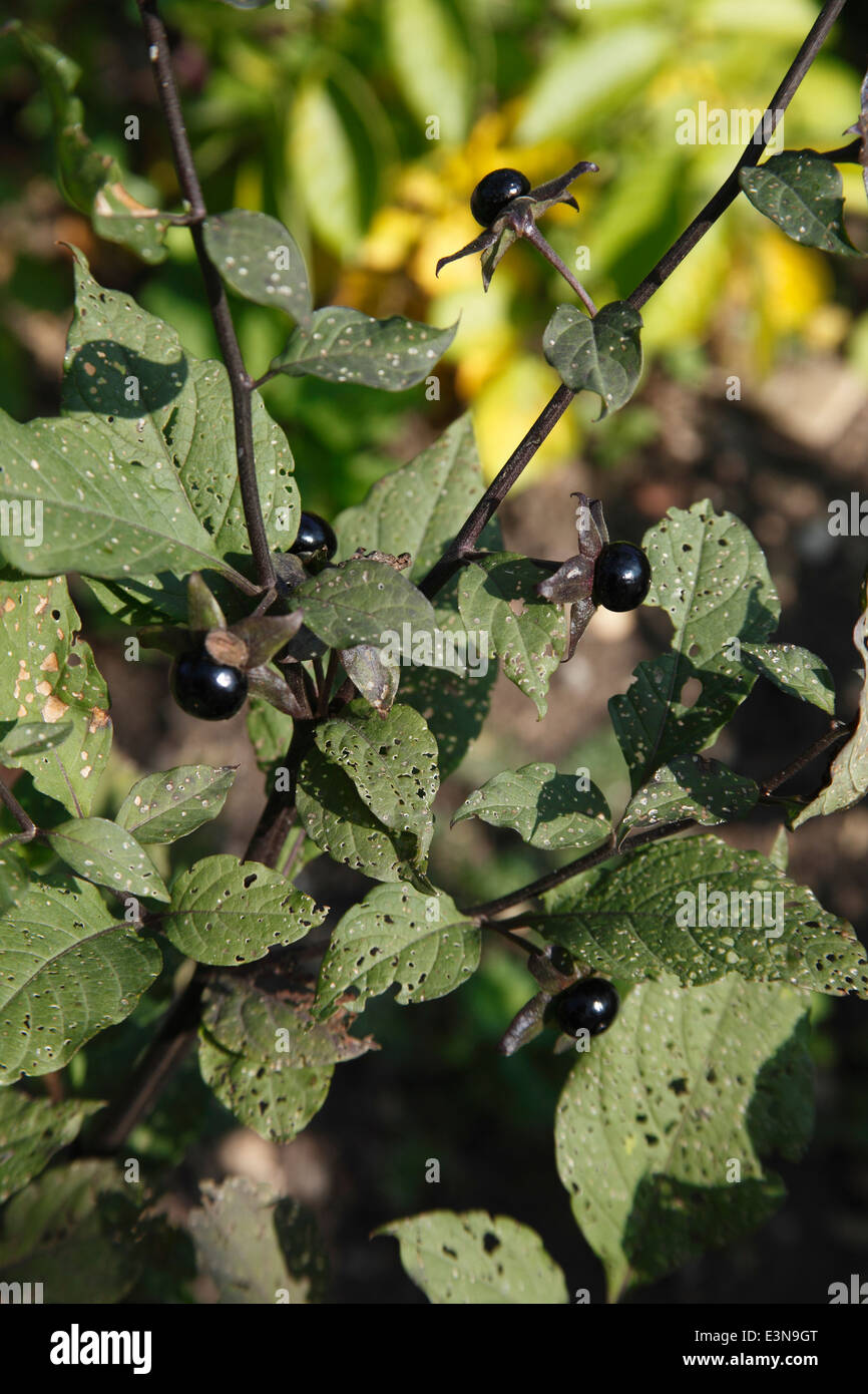 Deadly nightshade plant hi-res stock photography and images - Alamy