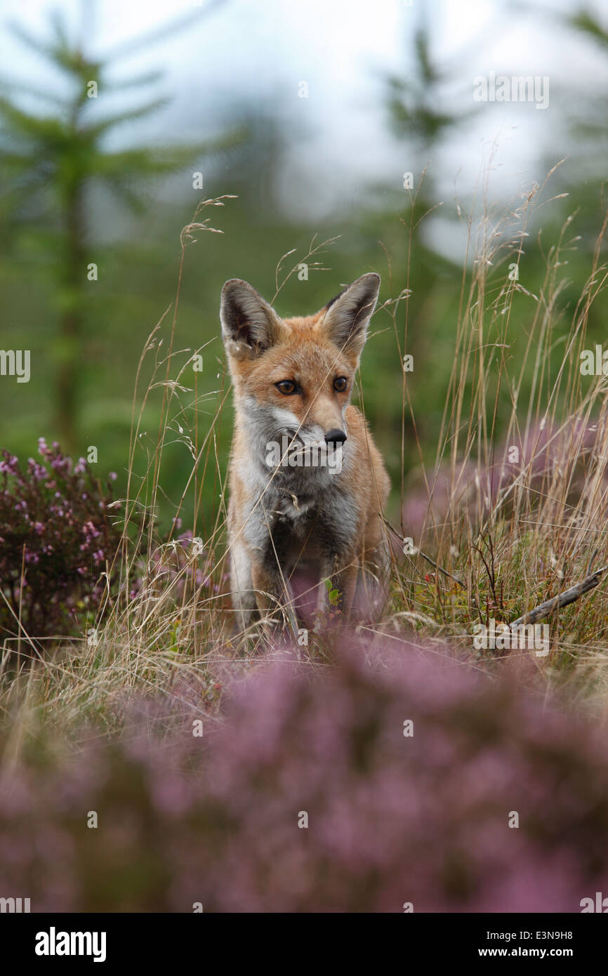 Vulpes Vulpes Red fox sitting in forestry plantation front view Stock ...