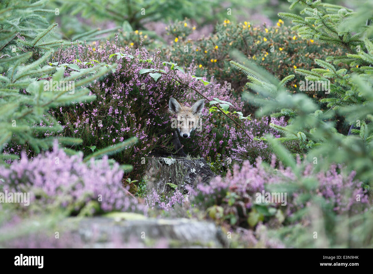 Vulpes Vulpes Red fox amongst flowering heather in young forestry ...