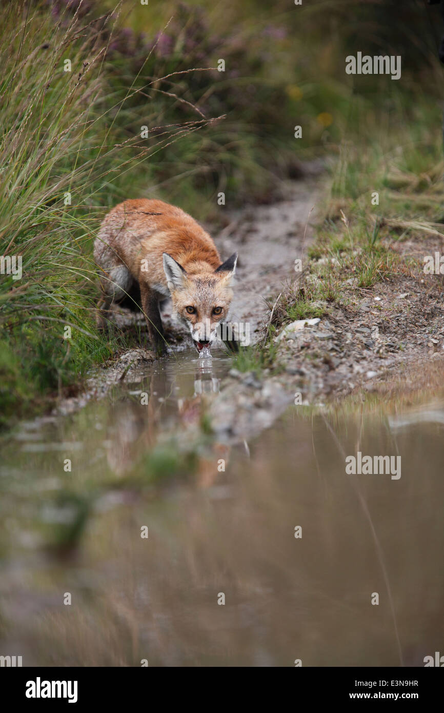 Vulpes Vulpes Red fox drinking from puddle on track Stock Photo - Alamy