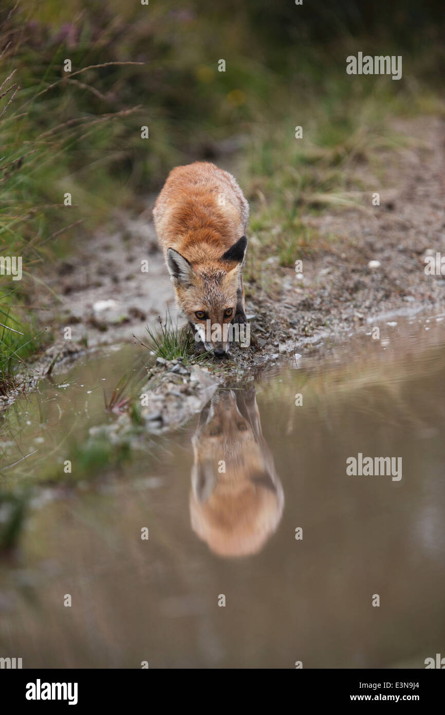 Vulpes vulpes Red fox drinking from puddle Stock Photo - Alamy