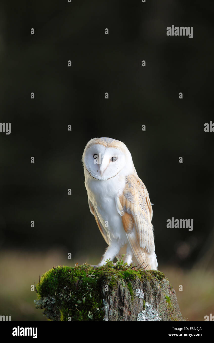 Barn owl fence hi-res stock photography and images - Alamy